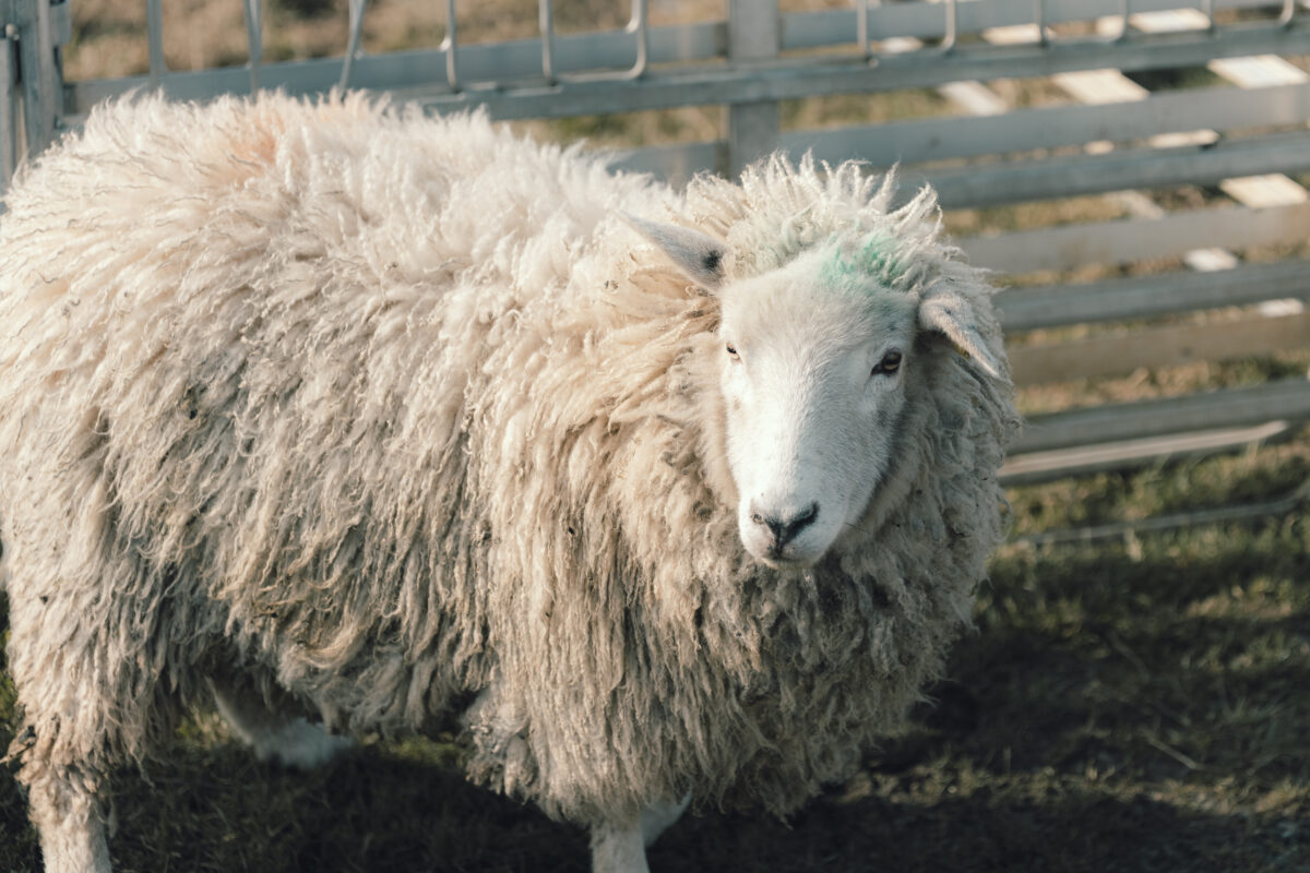 UK ruminant antibiotic stewardship roadmap – RCVS Knowledge